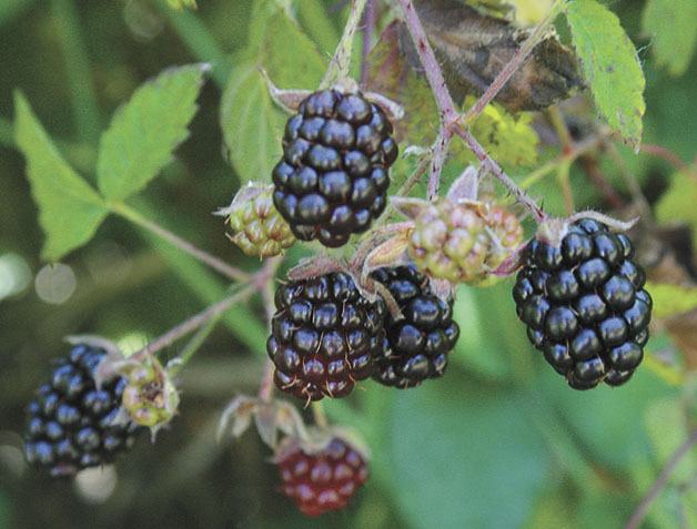 The city of Covington's blackberry offensive | Covington-Maple Valley ...