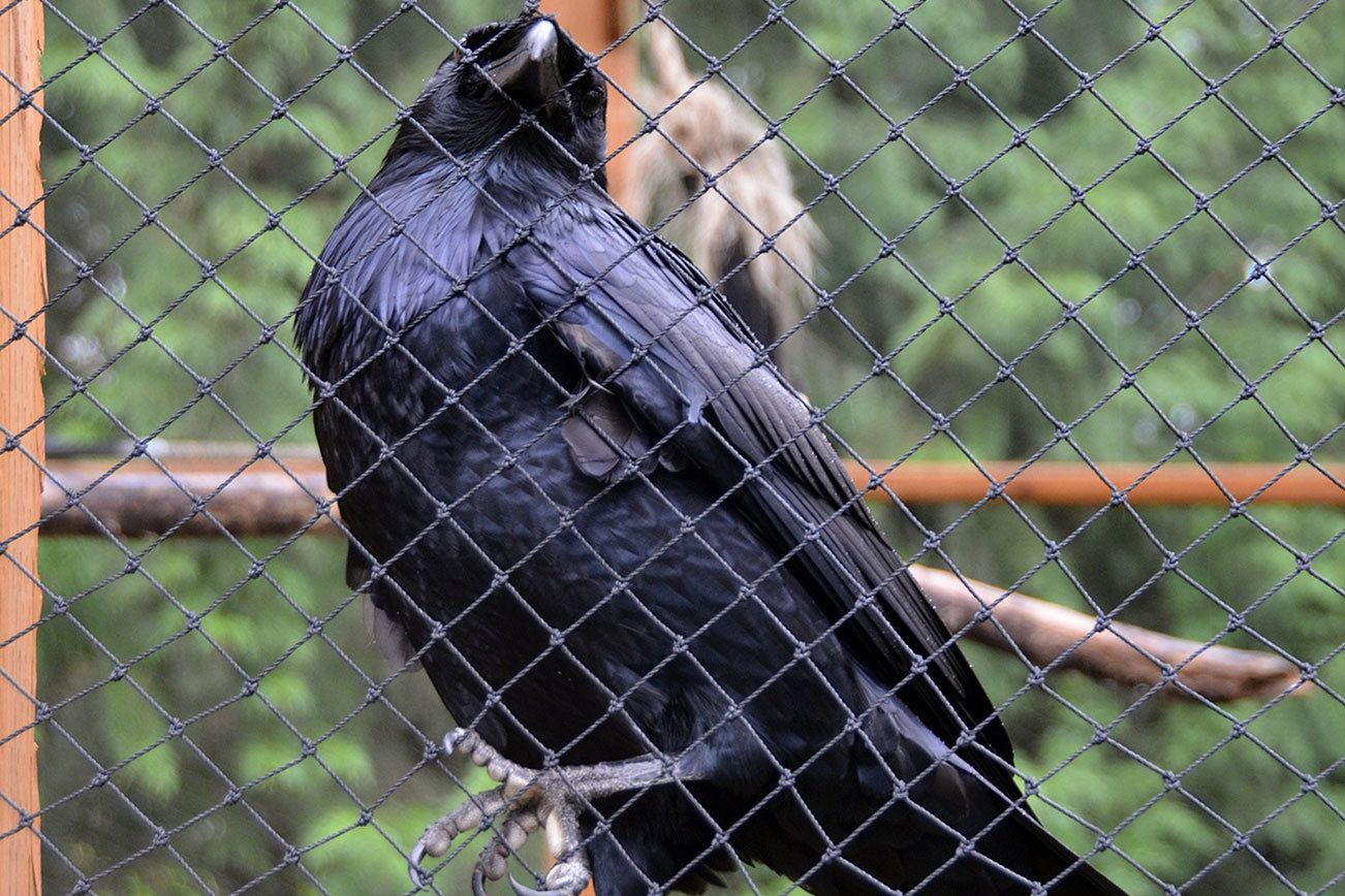 Lessons learned from a Covington raven | Covington-Maple Valley Reporter